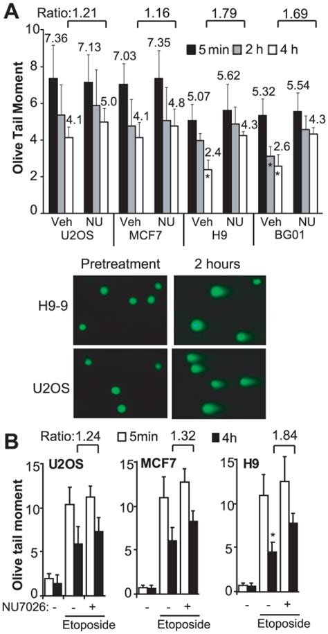 A Neutral Comet Assay Was Performed After Irradiation With 2 Gy In The Download Scientific