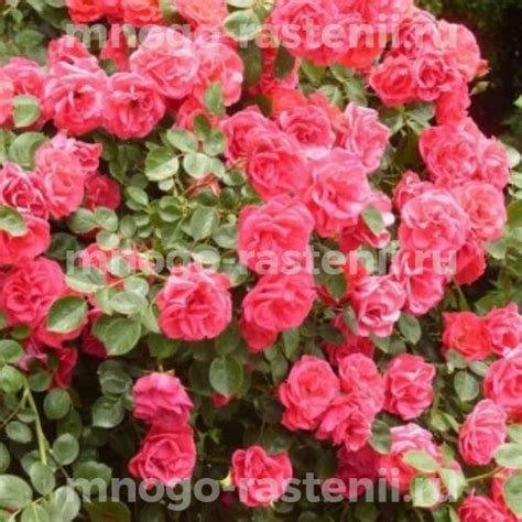 Саженцы Роза Девичьи грёзы купить по цене 2450 руб. в Москве с ...