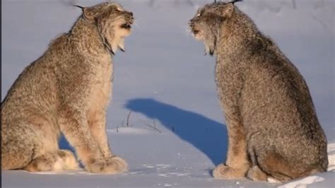 أجمل حيوانات الثلج Youtube