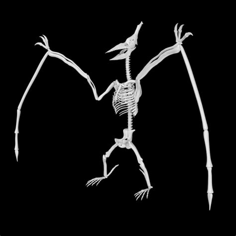 Pterosaur Skeleton Diagram Papo New For 2018