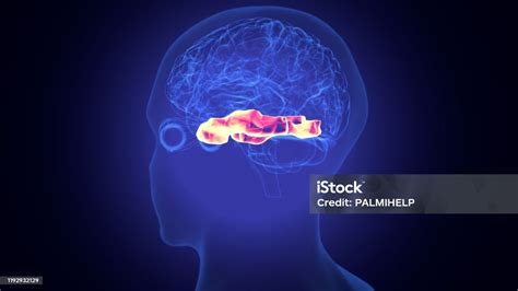 3d 렌더링 뇌 해부학의 의학적으로 정확한 그림 측면 심실 과학에 대한 스톡 사진 및 기타 이미지 과학 대뇌 사람 뇌 Istock