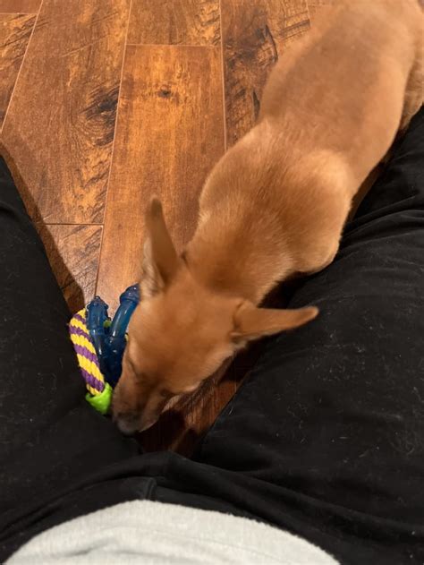 Long Body Club R Chiweenie