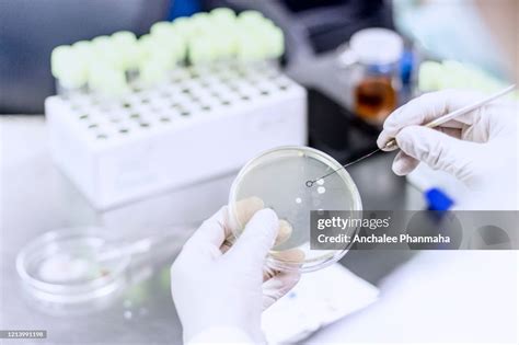 A Microbiologist Performs Bacteriological Testing In The Laboratory