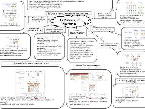 A2 Biology Completed Patterns Of Inheritance Revision Mat Teaching Resources