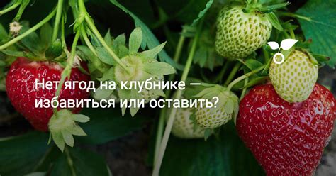 Нет ягод на клубнике — избавиться или оставить?. Фото — Ботаничка