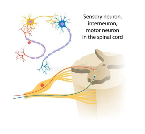 Sensory Neuron Motor Interneuron Stock Illustrations 34 Sensory Neuron Motor Interneuron Stock