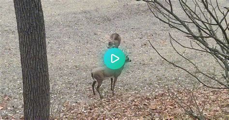 Haters Will Say One Of Those Deer Is Fake  On Imgur