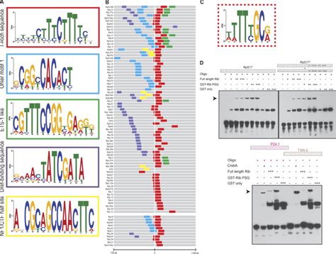 Rib Pulls Down Sequences Containing Known Rpg Regulator Motifs And