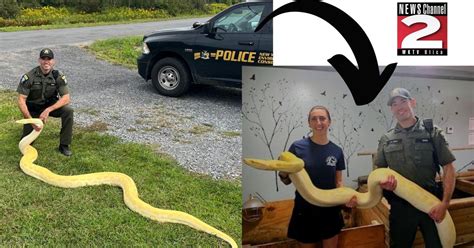 Gentle Giant Python Seized From New Hartford Home Now Resides At