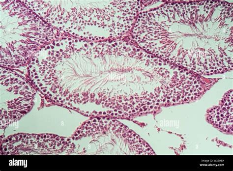 Rat Testicle Cross Section X Stock Photo Alamy