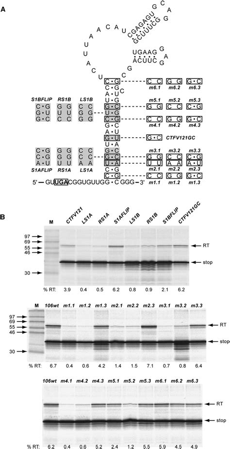 the role of the ctfv stimulatory rna stem 1 region in readthrough a