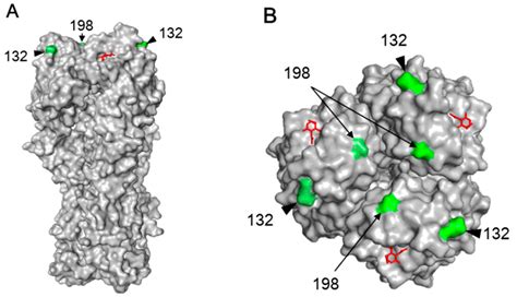 3d Structure Of Ha Side View Of An Ha Trimer From H9n2 Virus Pdb Download Scientific Diagram