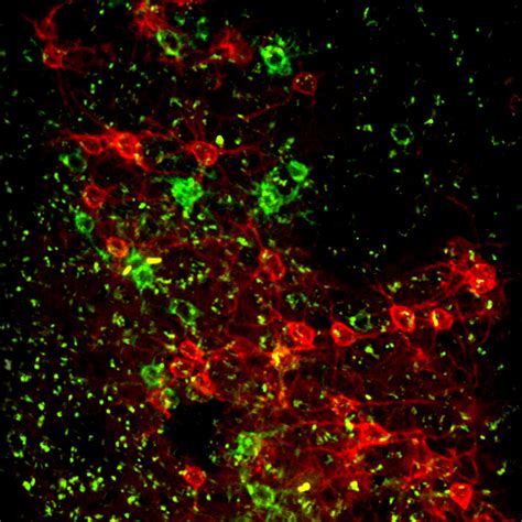 Two Photon Excited Fluorescence Fluencetechnology