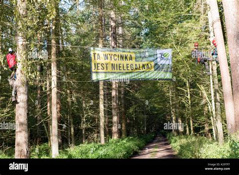 Protesters Block Logging Operation In Bialowieza Forest On August In Bialowieza Poland