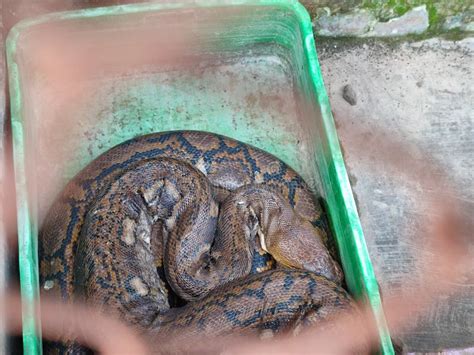 Phyton Snake Java Sanca Sleeping Snake Stock Image Image Of Sanca