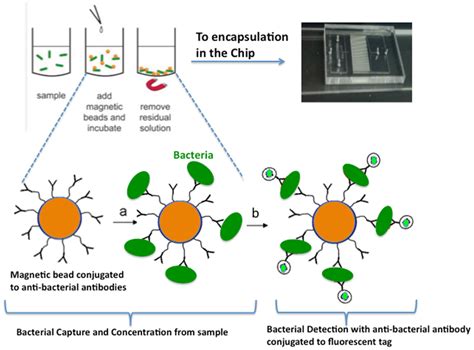 Bacteria Capturing And Detection Assay Magnetic Bead Capture Of E