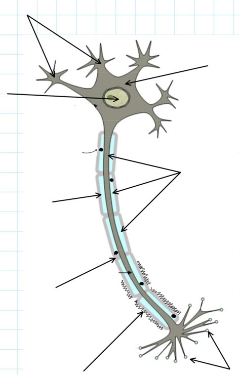 diagram of neuron diagram name function quizlet