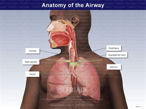 Anatomy Of The Airway Trialquest Inc
