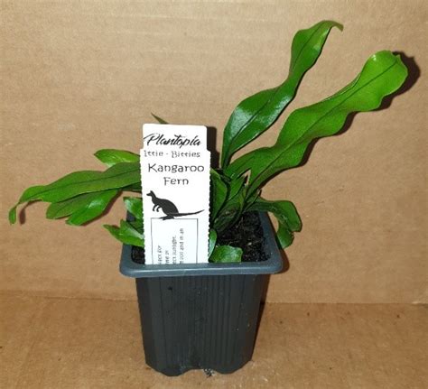 Microsorum Diversifolium Kangaroo Fern 75mm The Garden Feast