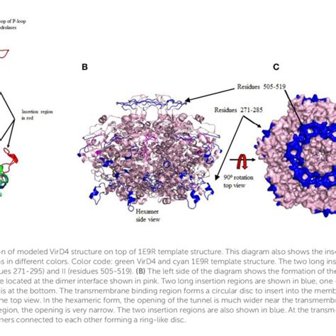 Figure E A The Substrate Binding Pocket In Which The Adp Molecule Is Download Scientific
