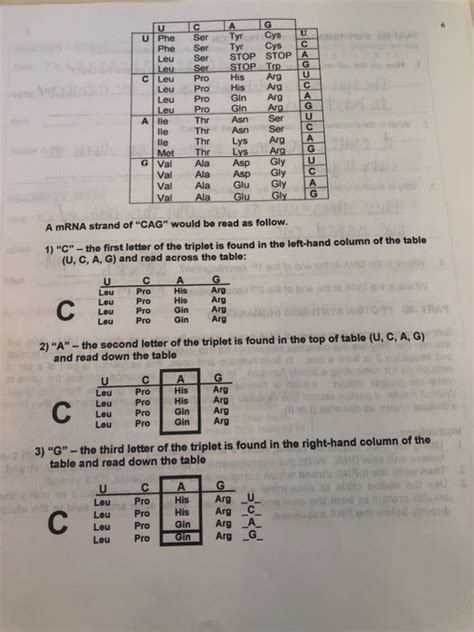 Solved Using The DNA Sequence Below Make A Complementary Chegg