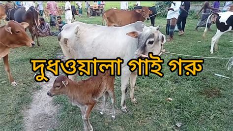 দুধওয়ালা গাই গরু বিক্রি করা হচ্ছে গ্রামের বাজারে দেশি বিদেশি গাই গরু Youtube