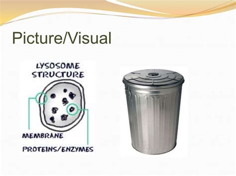 Lysosome Powerpoint Ppt