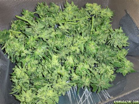 Yeah Its Bud Worm Season Pics Page 6 Rollitup