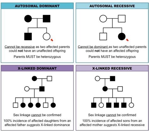 Make A Pedigree Chart Demonstrating Inheritance Of A X Linked Dominant