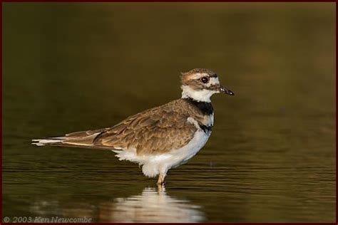 Killdeer