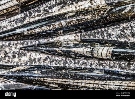 Ancient Orthoceras Fossil Rock 600 Million Years Old Fossil Of Extinct Nautili Cephalopod Stock