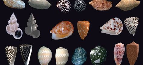 The Neural Origins Of Shell Structure And Pattern In Aquatic Mollusks