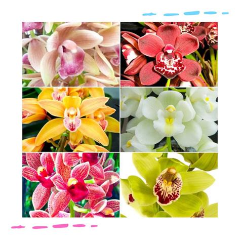 Orquidea Cymbidium Mudas Pendentes Kit C06 Rara Parcelamento Sem Juros