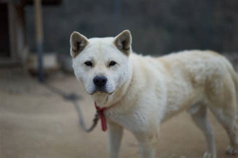 Korean Jindo Goofytails