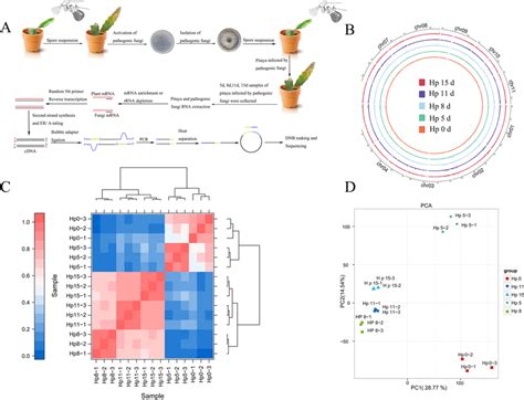 Flow Chart Of The Transcriptome And Overall Data Report For The