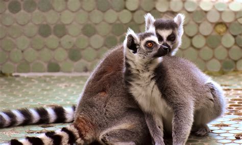 원숭이 여우 귀여운 Pixabay의 무료 사진 Pixabay