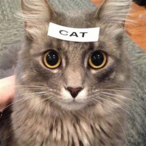 towhee pipeline task text image search towhee