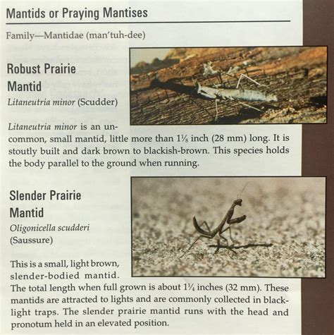 Types Of Praying Mantis
