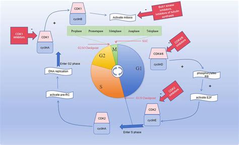 Cell Cycle Checkpoints