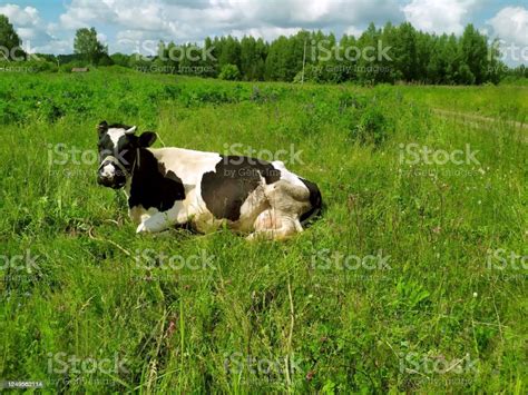 목초지의 녹색 잔디 위에 검은 잡티 소가 서 있다 목초지 배경에 나무가 있다 푸른 하늘 녹색 초원에 소 소를 묶었다 가축을 위한 목초지 공간을 복사합니다 초원에 누워 있는