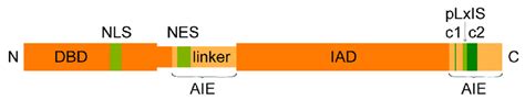 Schematic Representation Of The Transcription Factor Interferon Download Scientific Diagram
