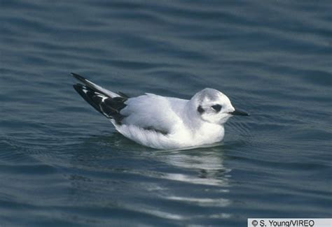 Plumagens Mudas E Estrutura Little Gull Hydrocoloeus Minutus