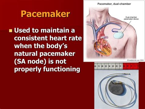Ppt The Cardiovascular System Powerpoint Presentation Free Download