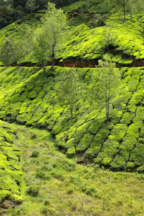 Fundo Cenário De Plantações De Chá Verde Em Munnar Kerala índia Foto E