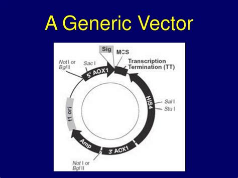 Ppt Chapter 8 Expression And Modification Of Recombinant Proteins