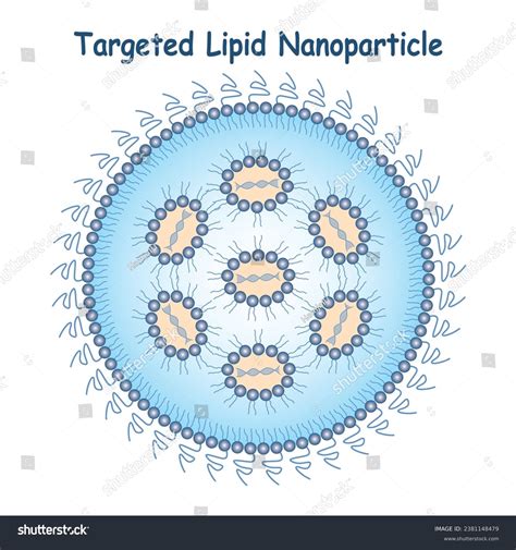52 Lipid Particle Stock Vectors And Vector Art Shutterstock