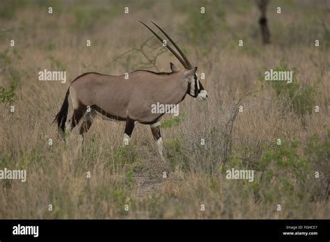 Oryx Is A Genus Consisting Of Four Large Antelope Species Three Of