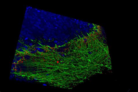 Unlocking The Secrets Of Organoid Models In Biomedical Research Learn