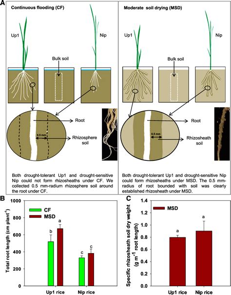 Figure 1 From Root Bacteria Associations Boost Rhizosheath Formation In