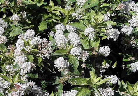 Ceanothus Blue Flower Shrub In Spring Planting And Care